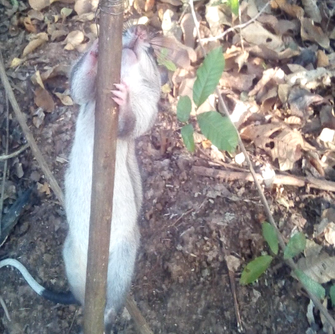 Ghana's solution to the new 'Rats Czar' for New York City