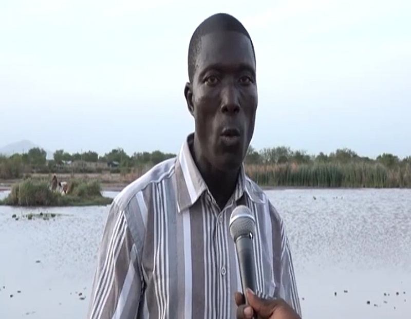 Agortor residents share dugout water with cows in Shai-Osudoku District