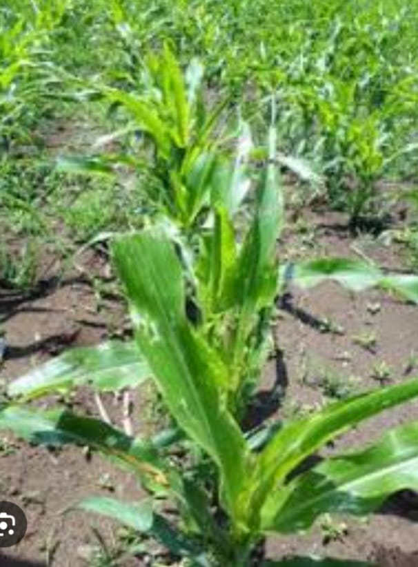 Fall Armyworms attack, destroy corn farms in Adaklu Kodzobi Electoral Area