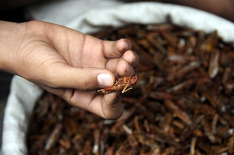 Swarming locusts: people used to eat them, but shouldn't anymore