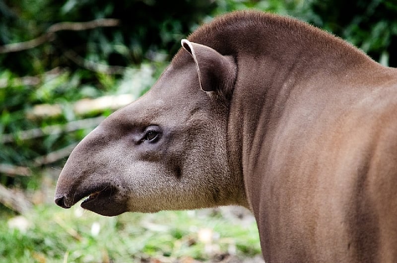 Marching for Millennia: Discovering the Tapirs — Earth’s Prehistoric ...