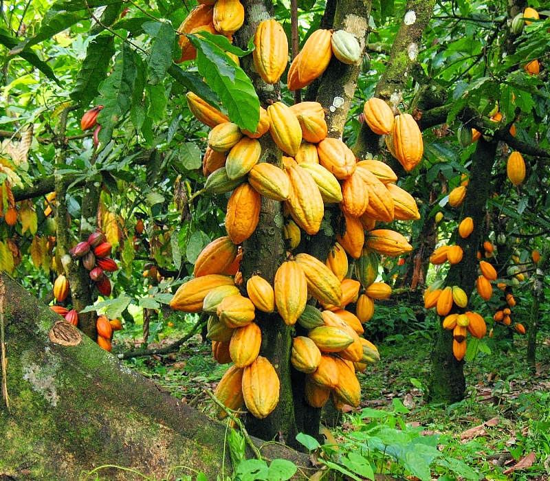 Cocoa Farmers Call On Government To Make Cutting Down Of Cocoa Trees An ...