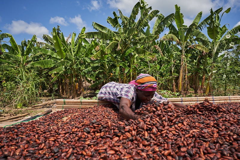 Freeing Ghana’s Cocoa Farmers from COCOBOD’s Monopoly
