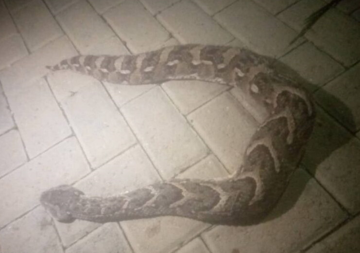 Snakes Torment Covid-19 Patients At Pentecost Isolation Center