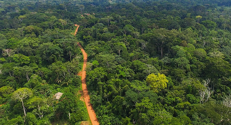 Ghana’s forests are being wiped out: what’s behind this and why ...