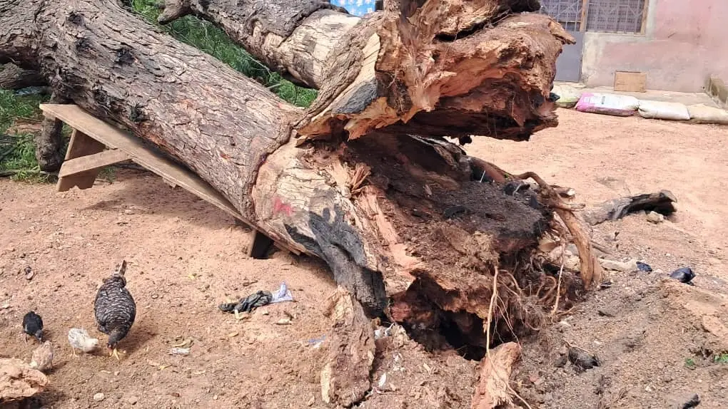 Fallen tree injures 9-year-old girl, two others in Buduburam