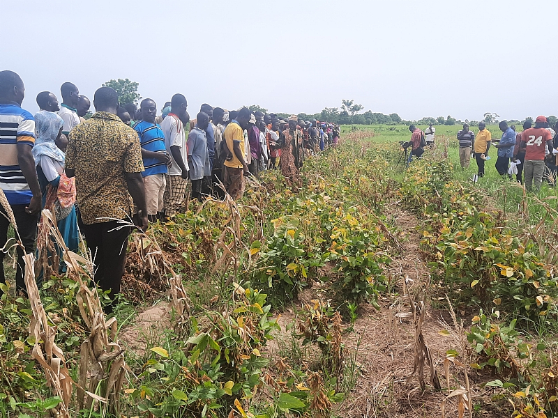 CSIR – SARI develops technology to increase yields of legumes