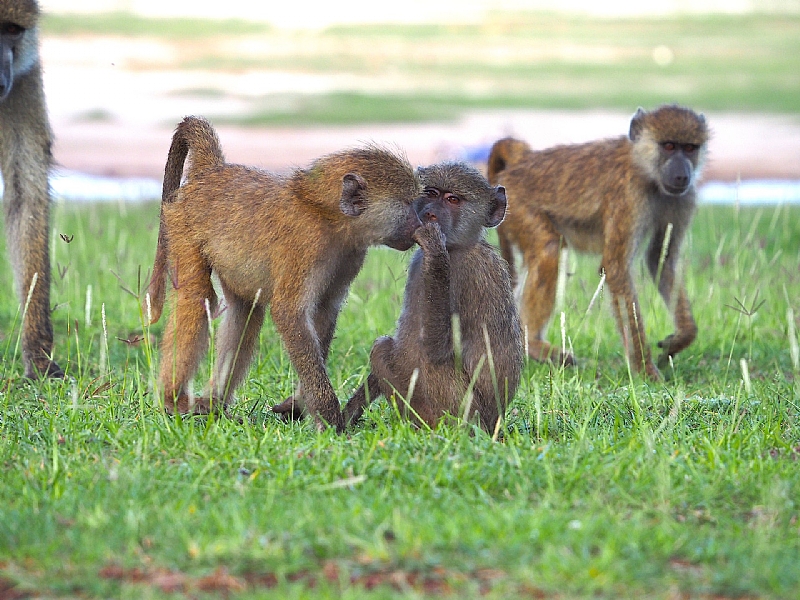 Baboon bonds: new study reveals that friendships make up for a bad ...