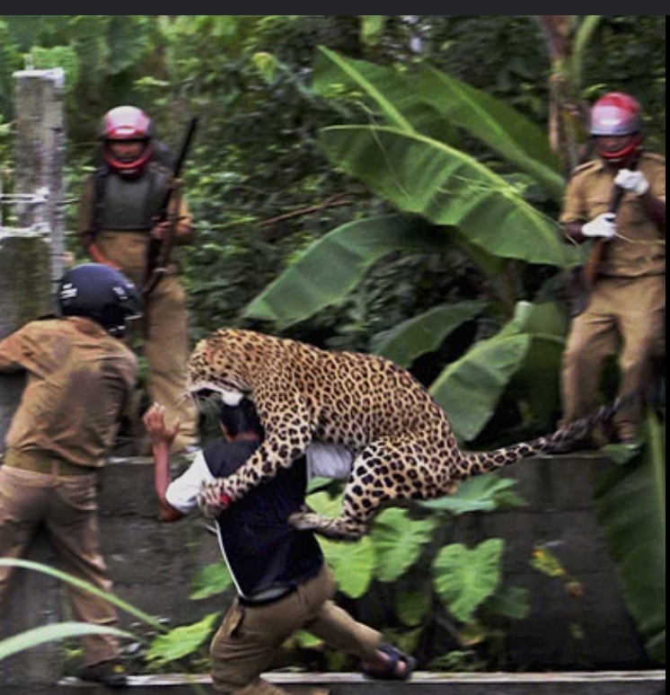 The Cry from Bahraich: Why Wild Animal Attacks in India Are Becoming a ...