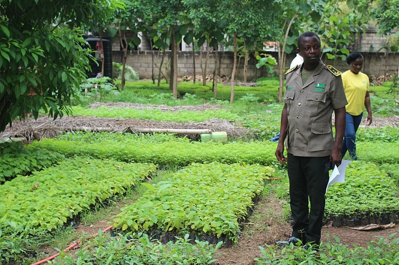 Over 90% of Green Ghana trees survive in Bono region — Report