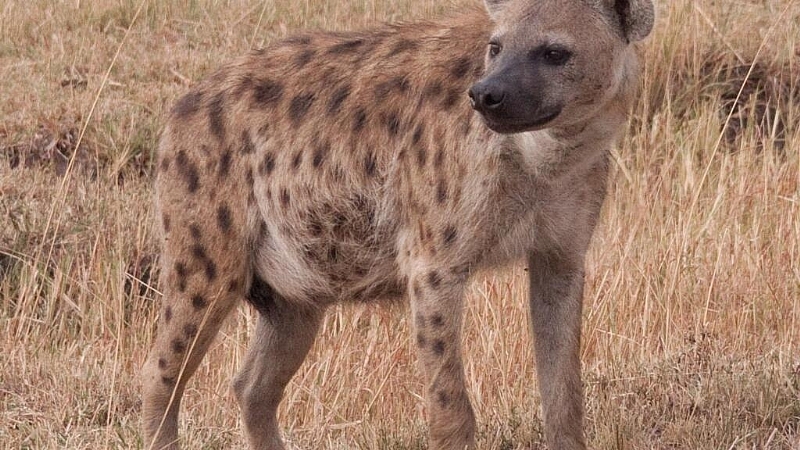 Bone-sharing and ‘separate rooms’ help hyenas, porcupines, warthogs use ...