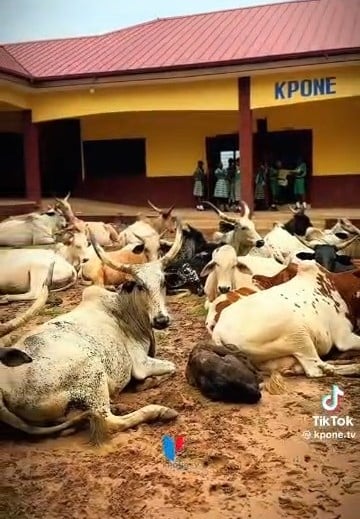 Kpone Katamanso MCE condemns cattle invasion of school in viral video