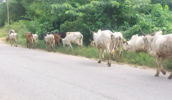 C/R: Teenage herdsman arrested after allegedly stealing 20 cows
