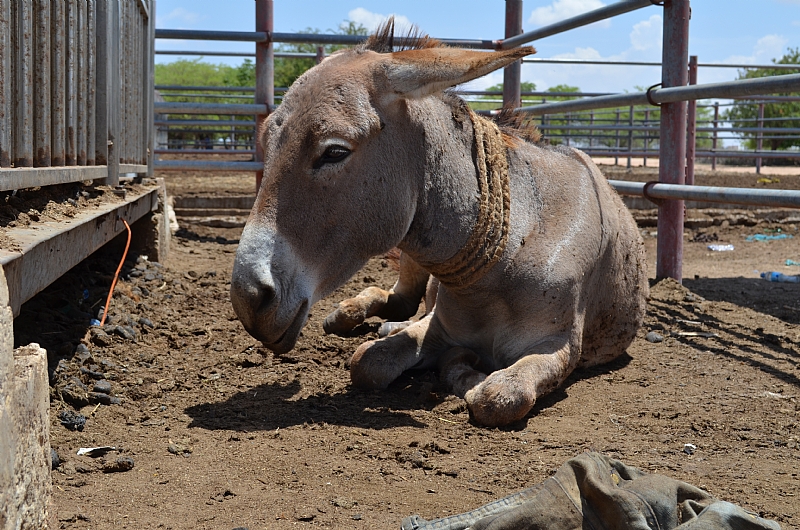 Tanzania bans donkey slaughter to stop risk of extinction