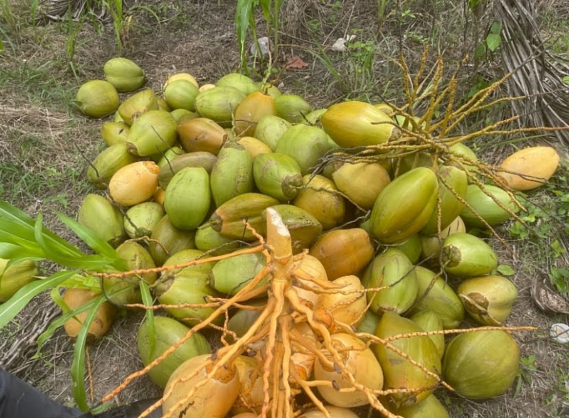 Ghana's coconut gold rush: opportunities, challenges and the future of ...