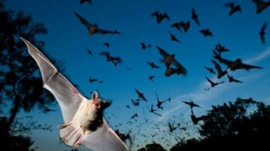 Tanzania's Tourist Town Under Threat Following Bats Invasion