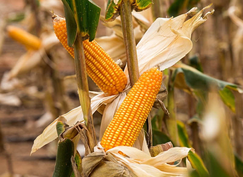New High Yielding Maize Variety Introduced To Farmers