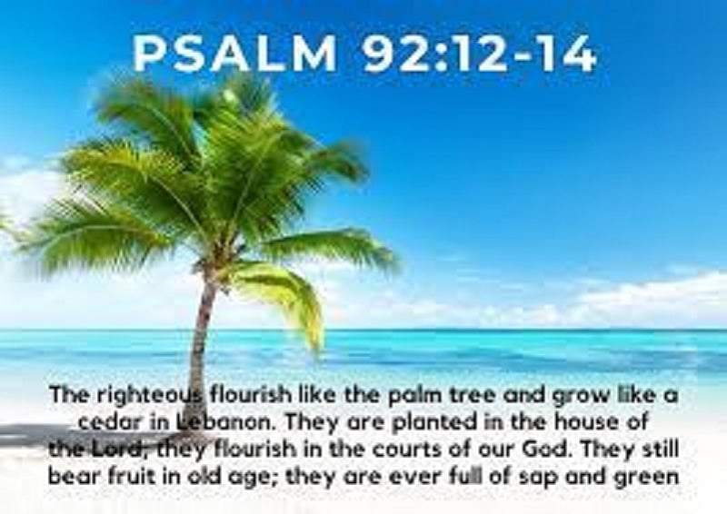 You shall flourish like a palm tree