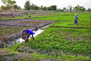 65 Years Of Independence: Has The Potential Of Agriculture Been Realised?