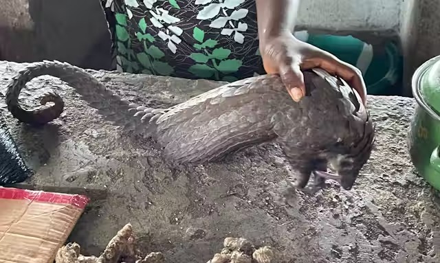Sierra Leone’s bushmeat markets pose serious health hazards – we ...