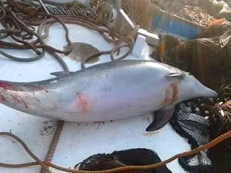 Dolphins vs fishers: both are the losers in the Mediterranean seas off ...