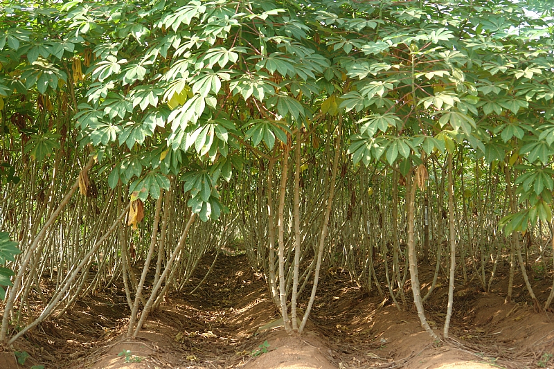 How BASICS Is Changing Nigeria’s Cassava Seed Sector And Creating Seed ...