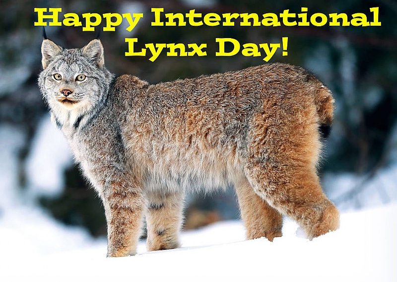 The Allure of the Lynx: Celebrating International Lynx Day