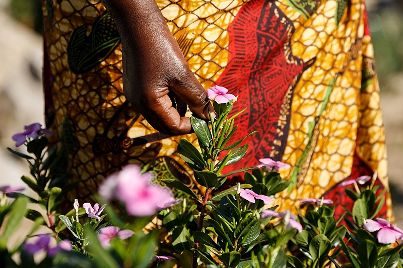 Africa is a treasure trove of medicinal plants: here are seven that are ...