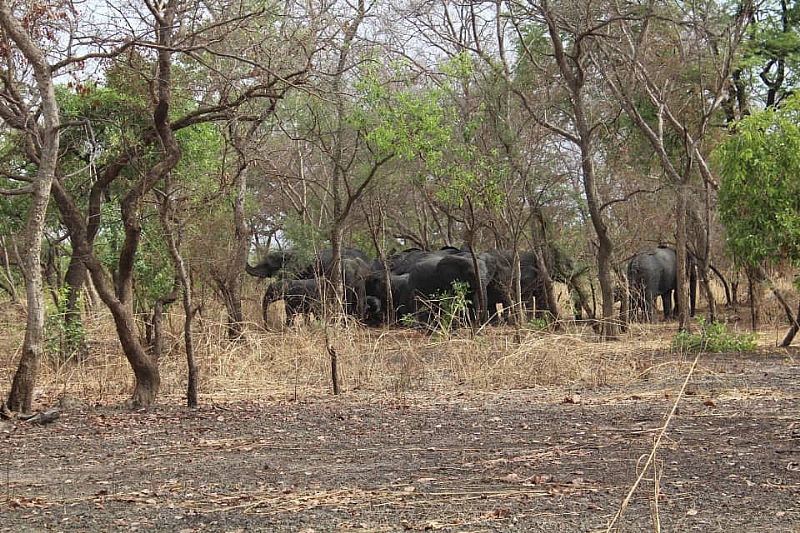 A Word To The Wildlife Division