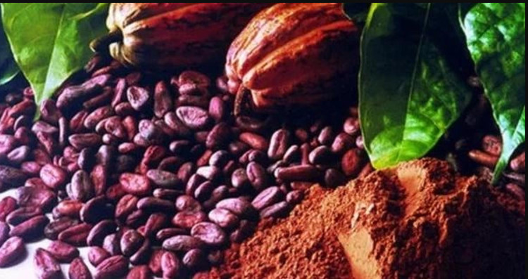 Ghana Cocoa Board: African Instrument of Imperialism (nothing learnt)