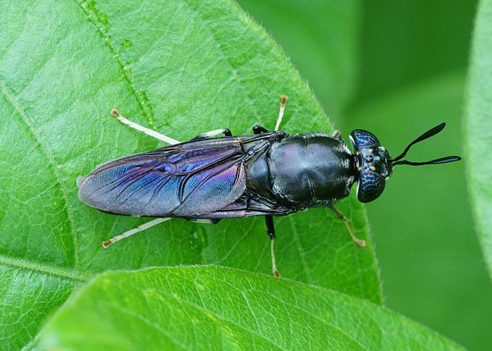 ‘Poisonous’ black flies invade Dawhenya