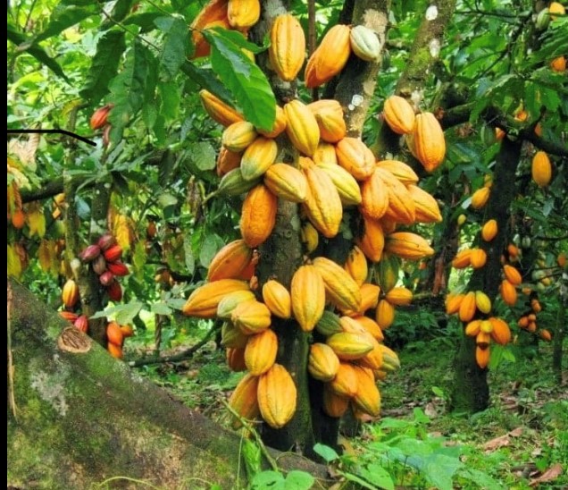 Mahama to establish a cocoa college in the western north region