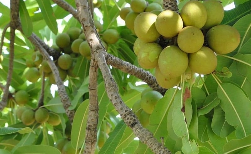 Planting More Shea Trees To Combat Climate Change In Northern Ghana The ...