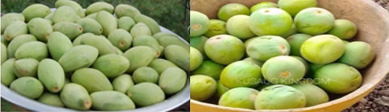 Planting More Shea Trees To Combat Climate Change In Northern Ghana The ...