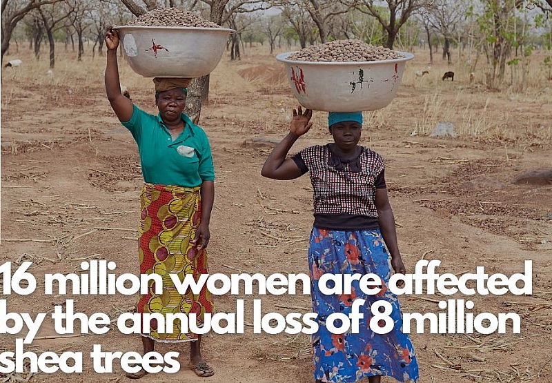 Planting More Shea Trees To Combat Climate Change In Northern Ghana The ...