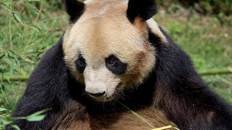 First giant panda born in France says farewell and heads to China