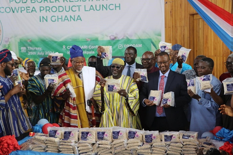 Ghana launches first home-grown GM crop