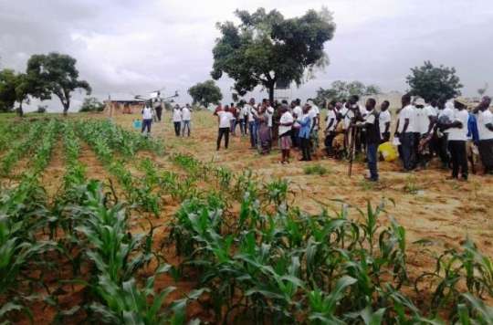 New Chemical To Combat Armyworm New Chemical To Combat Armyworm