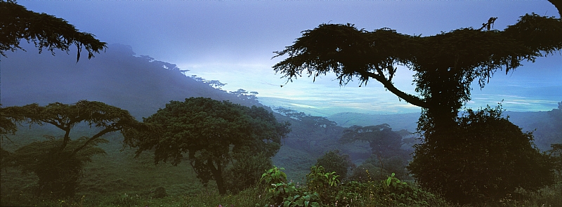 Gabon's large trees store huge amounts of carbon. What must be done to ...