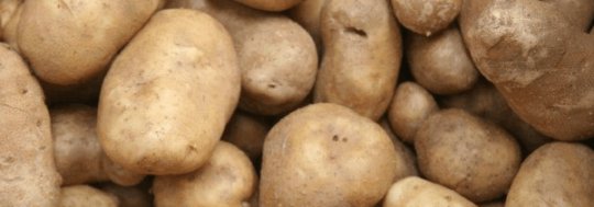 Frafra Potato could be a national crop - SARI