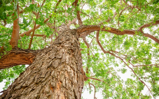 How Africans Survived On Traditional Medicine Long Before The White Man ...