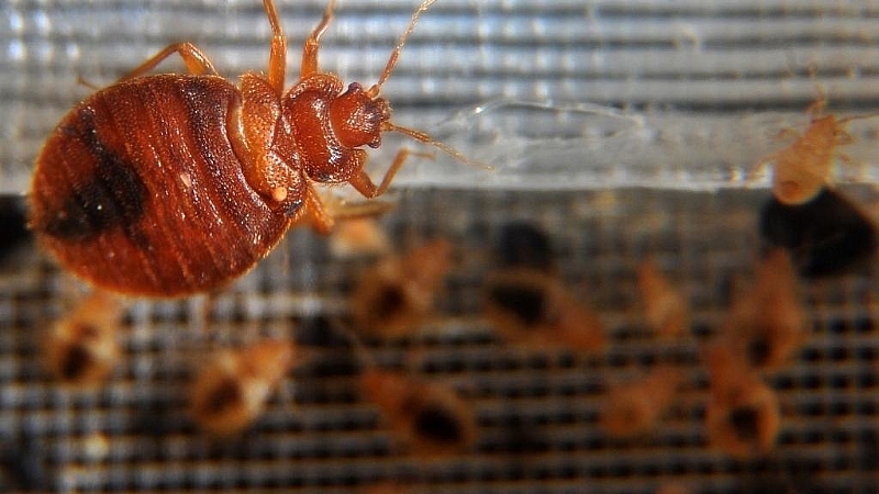 French health officials say bed bugs now a public health issue