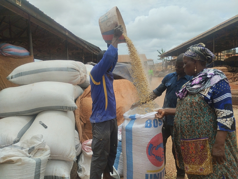 Bono East faces imminent maize shortage – Traders warn