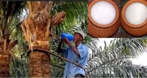 Explore Some Health Benefits Of Palm Wine