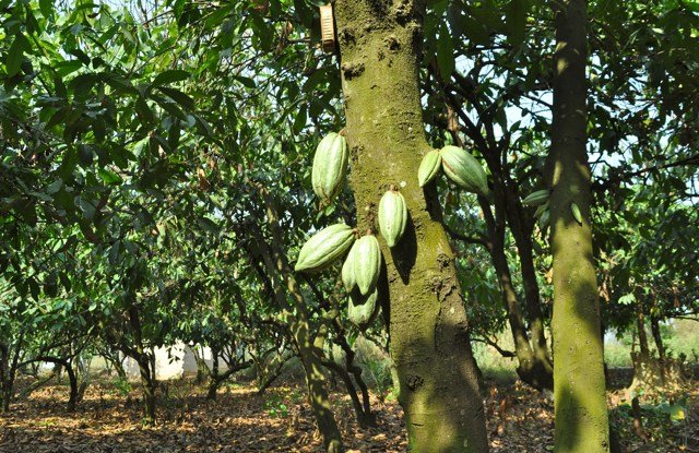 40% of cocoa trees to go down