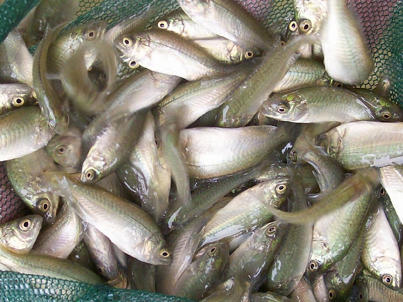 Safeway Company to pay investors from sale of fingerlings