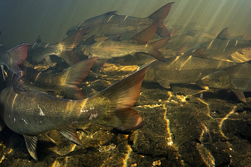 South Africa's sandfish are on the brink of extinction: how farmers are ...