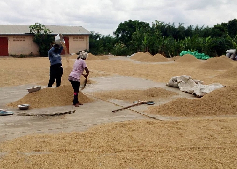Ketu North: Our rice is of high quality compared to others — Adzoatsi ...