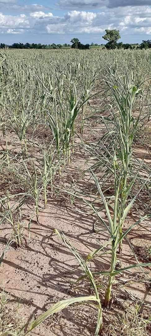 Irregular rainfall affecting crop growth in Sissala enclave