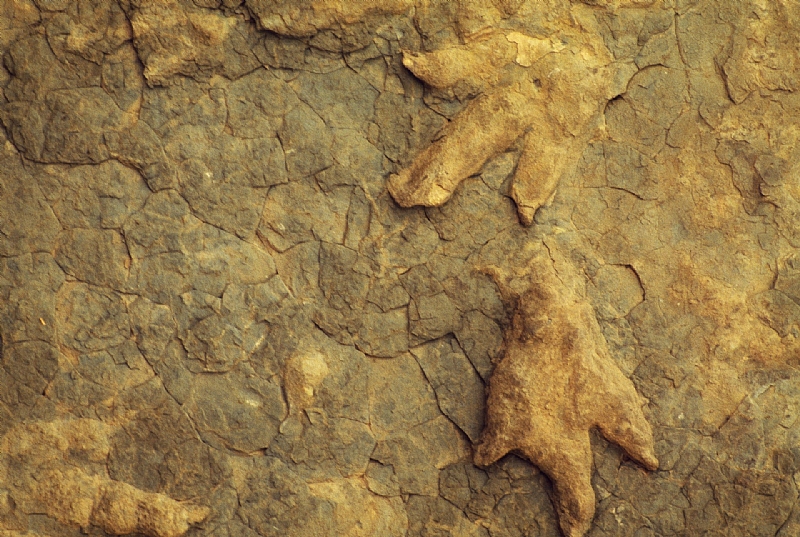 Fossil footprint discoveries and what they tell us